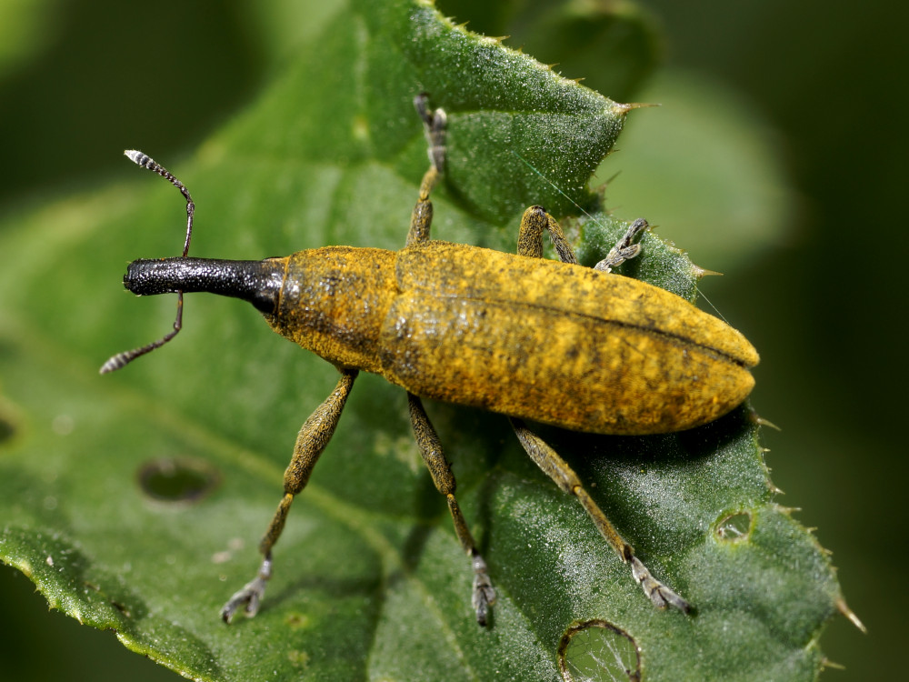 ORION-Berlin - Käfer